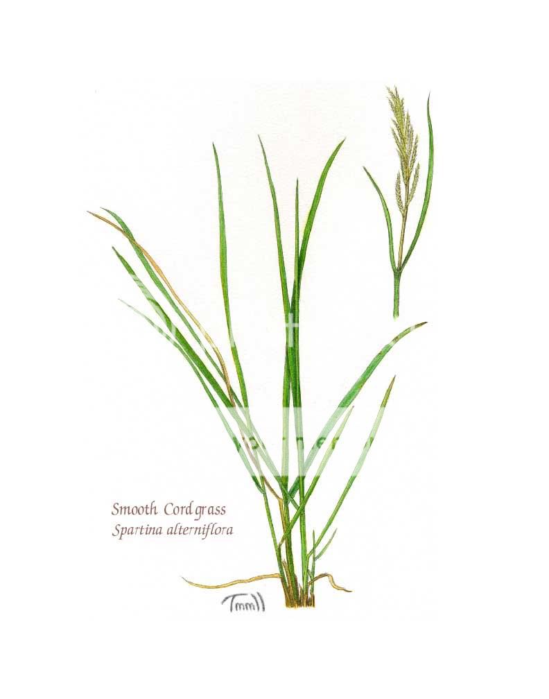 76 Spartina Alterniflora - Smooth Cordgrass Photo by Susan_Trammell ...