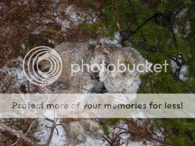 Canadian Trappers Talk Forum • View topic - Lynx and 330's