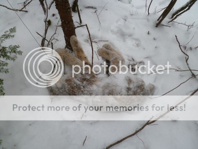 Canadian Trappers Talk Forum • View topic - Lynx and 330's